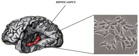 Hippocampus Anatomy Video Hotlinemzaer