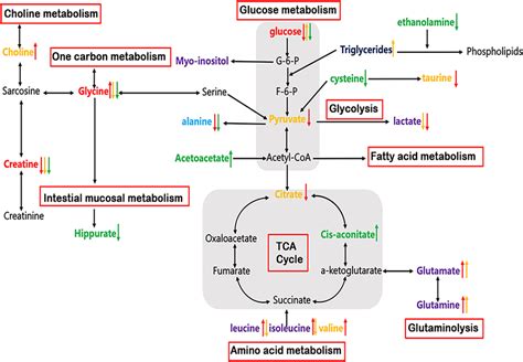Altered Metabolic Pathways For The Most Relevant Distinguishing