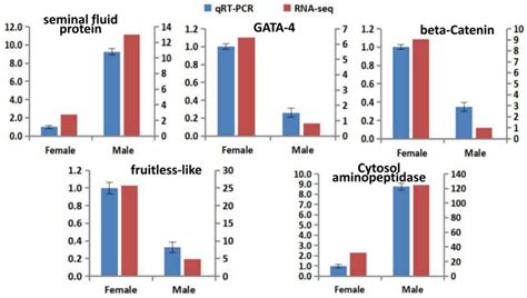 Transcriptome Profiling Reveals Genes Related To Sex Determination And