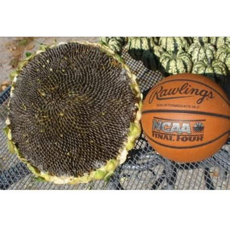 Mongolian Giant Sunflower Seeds