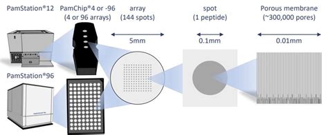 Microarray Kinase Profiling Assay Kinases Cell Tissues