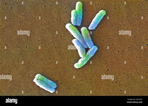 Legionella Pneumophila Bacteria Sem Stock Photo Alamy