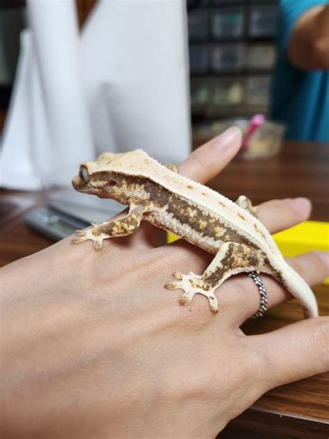 게코 판매 게코나라