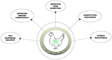 Mode Of Action And Impact Of Probiotics In Poultry Download Scientific Diagram