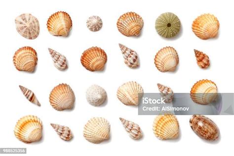 흰색 배경에 고립 된 작은 이국적인 포탄의 컬렉션입니다 조개 껍데기에 대한 스톡 사진 및 기타 이미지 조개 껍데기 흰색