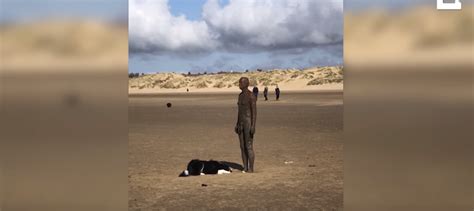 Attempted Fetch With Statue Border Collie Fan Club
