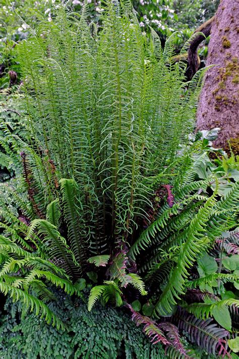 Blechnum Spicant Blechnaceae