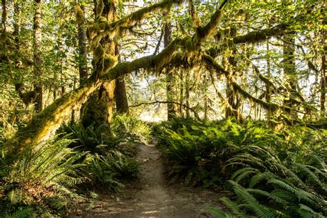 울창한 녹색 숲 한가운데있는 흙길 사진 Unsplash의 무료 바깥 이미지