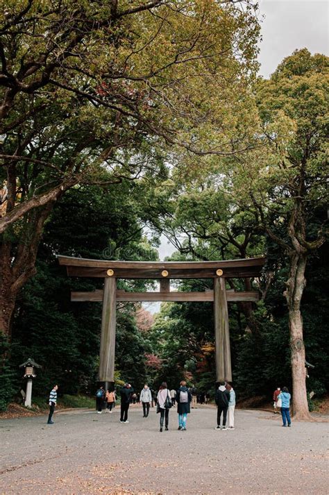 Wooden Torii Gate Of Meiji Jingu Shrine Under Big Tree In Tokyo