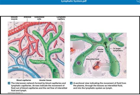 Lymphatic Capillary Diagram Quizlet