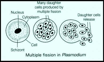 Multiple Fission In Plasmodium