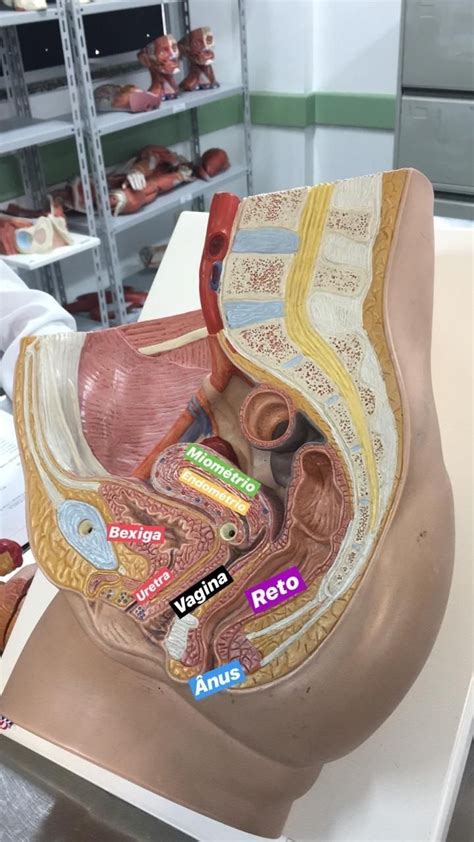 Different Types Of Pelvic Organ Prolapse Artofit
