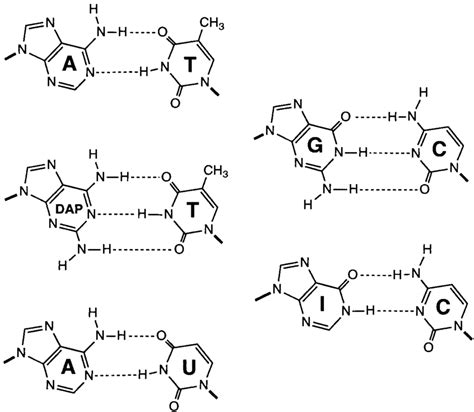 Purine Structure Vs Pyrimidine Structure Solved The Structure Below