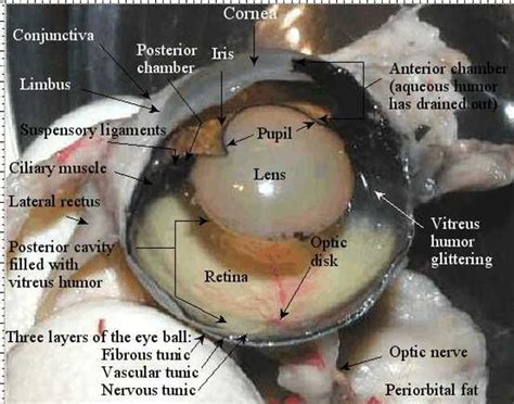 Young Scientists Eye Dissection Kit Science Lab Biology Worksheets Library