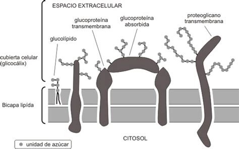 El Glucocálix O Cubierta Celular