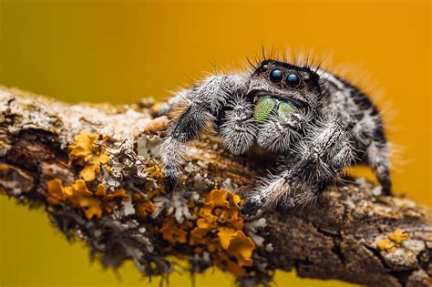 Phippus Regius Photograph By Jan Rozehnal Fine Art America