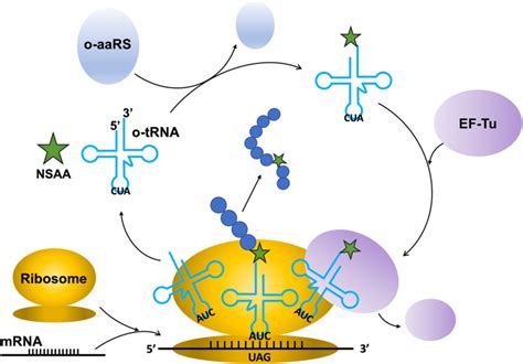 Scheme Of Non Standard Amino Acid Incorporation Using An Orthogonal