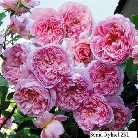 იელის ვარდები იელის ვარდები Added A New Photo