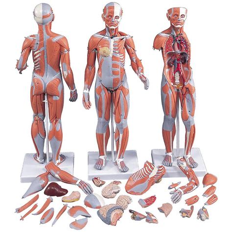 3B Scientific B55 Complete Dual Sex Muscle Figure 33 Part 1 2 Life Size