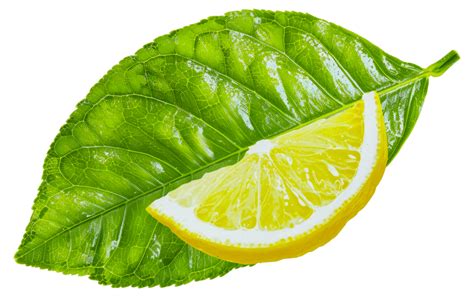 Lemon Leaf Pngs For Free Download