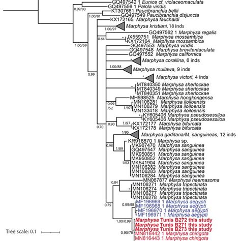 bayesian inference bi tree based on the coi dataset 96 sequences