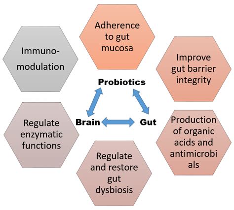 Probiotic Regulation To Modulate Aging Gut And Brain Health A Concise Review