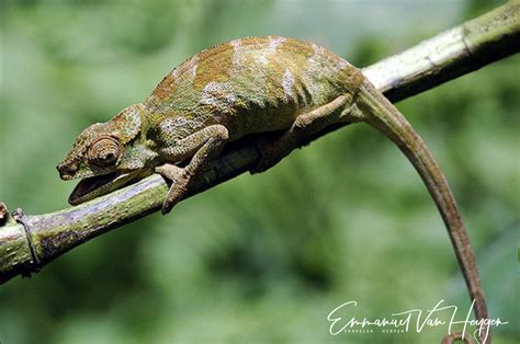 Kinyongia Xenorhina Chameleon Academy