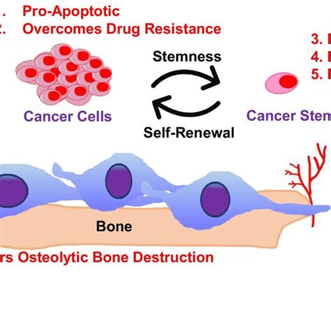Tumor Intrinsic And Extrinsic Effects Of Vactosertib Vactosertib Download Scientific Diagram