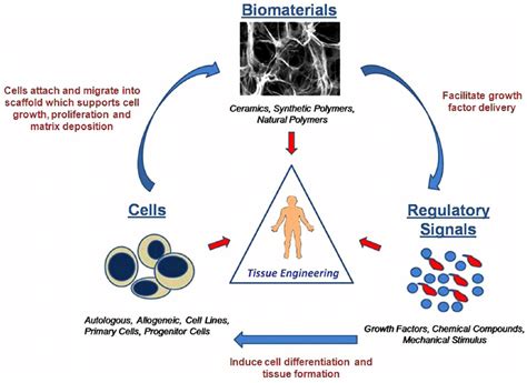 The Three Essential Components That Make Up The Tissue Engineering
