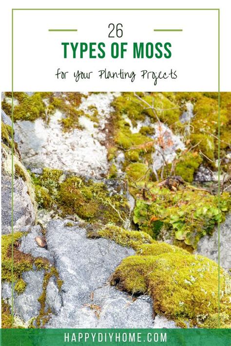 Types Of Moss For Your Planting Projects Happy DIY Home