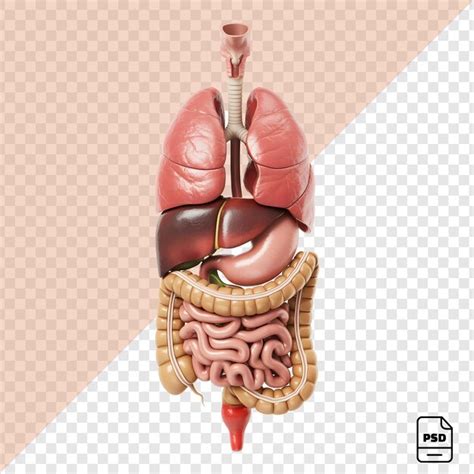 3d Human Internal Organs Anatomy Model Psd New Premium Ai Generated Psd