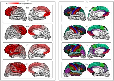 Connectivity Profile Of The Striatum To The Cortex A Average