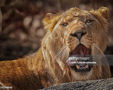 Fork Tongue Photos And Premium High Res Pictures Getty Images