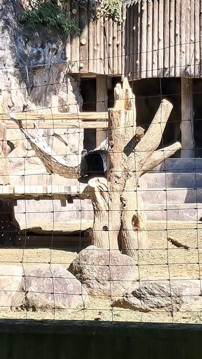 반달곰이 뭘 먹는다 Youtube