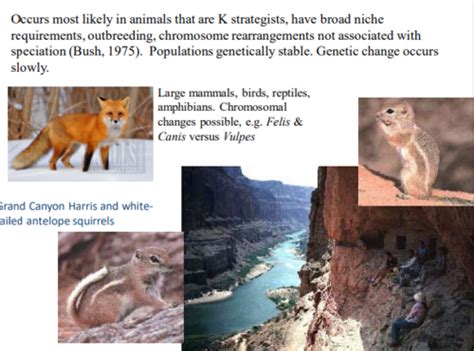 Week 4 Speciation Flashcards Quizlet