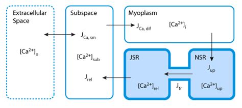 Dynamical Description Of Sinoatrial Node Pacemaking Improved Mathematical Model For Primary