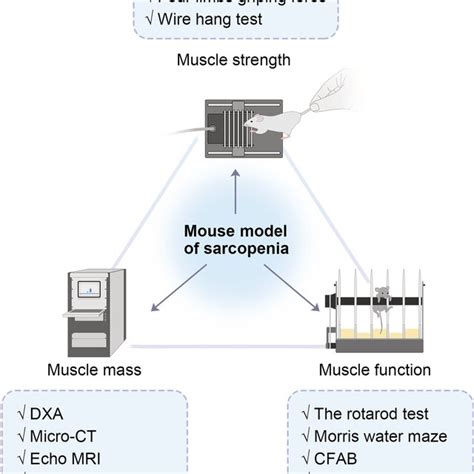 The Commonly Used Evaluation Methods Of The Mouse Model Of Sarcopenia Download Scientific