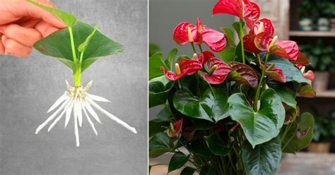 გავამრავლოთ ანთურიუმი ფოთლით რჩევები ვივიენისგან