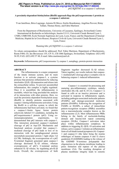 Pdf A Proximity Dependent Biotinylation Bioid Approach Flags The