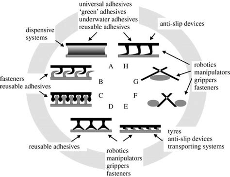 Biological Attachment Devices Exploring Natures Diversity For Biomimetics Philosophical