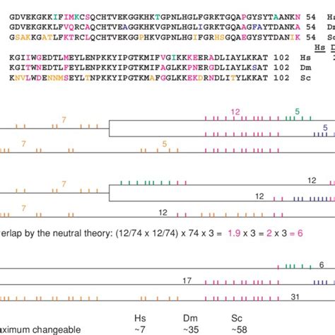 The Overlap Feature Of Hemoglobin Alpha In Macroevolution A Sequence Download Scientific