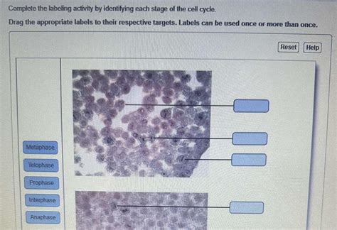 [answered] Complete The Labeling Activity By Identifying Each Stage Of Kunduz