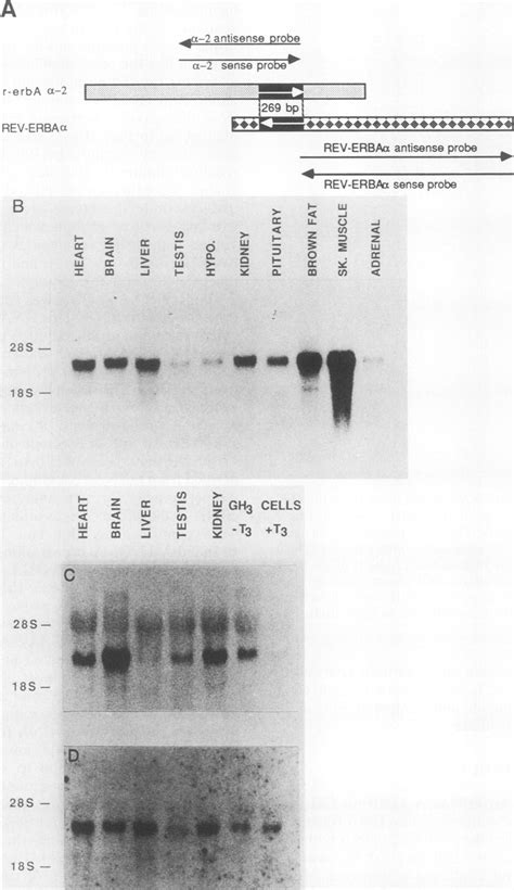Northern Analysis Of Rev Erbaax Mrna In Rat Tissues A Crna Probes Download Scientific