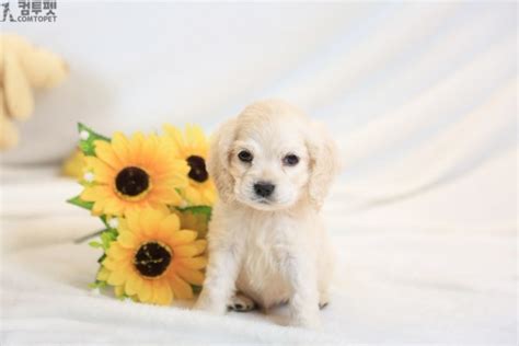 코카스파니엘분양 너무 예쁜 우리 엘라 웰시코기분양 프렌치불독분양 보스턴테리어분양 이탈리안그레이하운드분양 베들링턴테리어분양 셔틀랜드쉽독분양 코카스파니엘분양 퍼그분양 비글