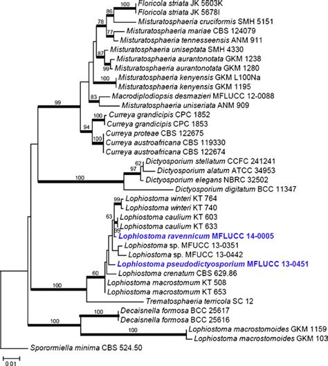 5 phylogram generated from maximum likelihood raxml analysis based on