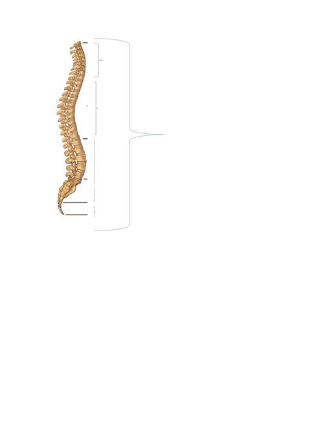 Vertebral Column Diagram Quizlet Vertebral Column Diagram Quizlet