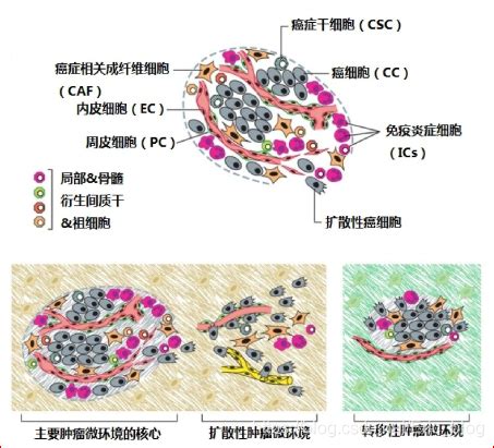 文献【综述】hallmarks Of Cancer The Next Generation 肿瘤的新十大特征 Csdn博客