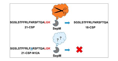 StructureActivity Relationships Of The Competence Stimulating Peptide In Streptococcus Mutans