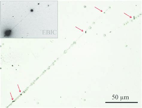 Optical Microscopy Of Etch Marks After Delineation Of Pid Shunts By Download Scientific Diagram