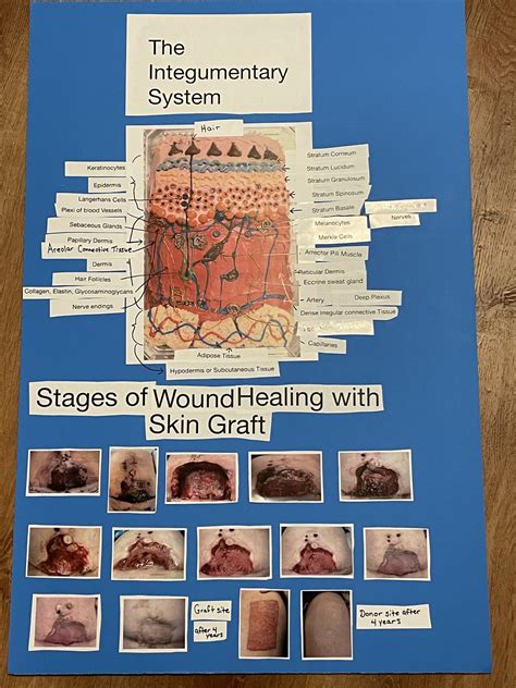 Objective Describing Tissues In The Integumentary System And Their Function Human STEAM